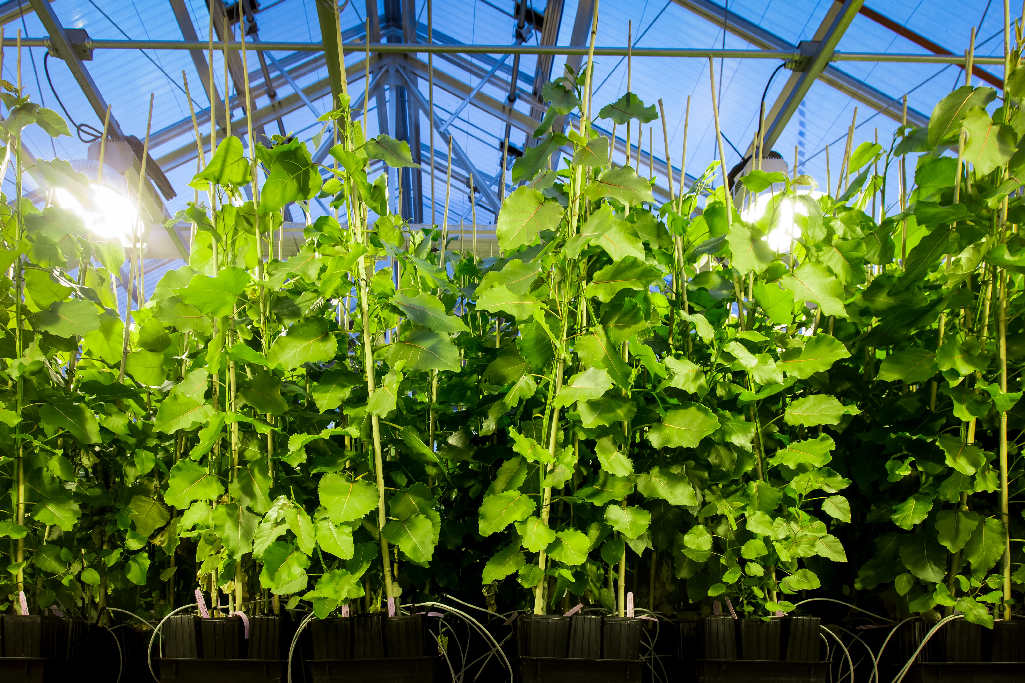 Largest Populus SNP dataset holds promise for biofuels, materials ... Largest Populus SNP dataset holds promise for biofuels, materials ...